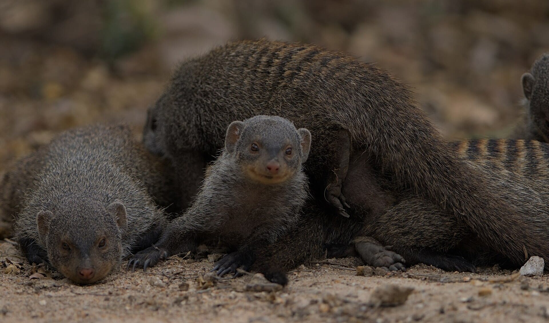 Banded mongoose facts, distribution & population | BioDB